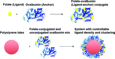 Ligand density and clustering effects on endocytosis of folate modified ...