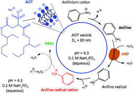 Mechanistic aspects of the horseradish peroxidase-catalysed ...