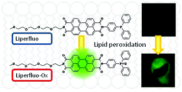 A novel fluorescent probe with high sensitivity and selective detection ...
