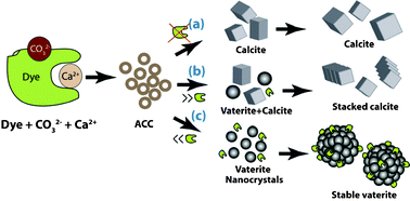 Morphosynthesis of framboidal stable vaterite using a salicylic acid ...