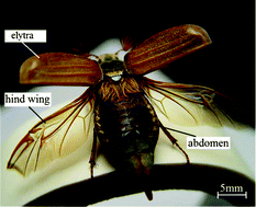 Structure and mechanical properties of beetle wings: a review - RSC ...