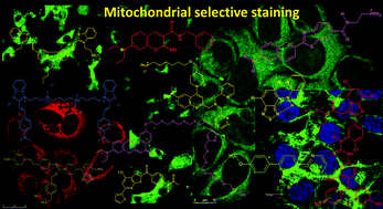 Selective mitochondrial staining with small fluorescent probes ...