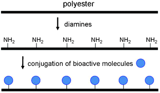 Aminolysis-based surface modification of polyesters for biomedical ...