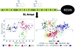 Synthetic lectin arrays for the detection and discrimination of cancer ...