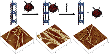 Stimuli-responsive organization of block copolymers on DNA nanotubes ...
