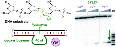 Lanthanide ions as required cofactors for DNA catalysts - Chemical ...