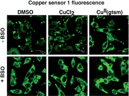 The challenges of using a copper fluorescent sensor (CS1) to track ...