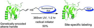 Genetically encoded alkenyl–pyrrolysine analogues for thiol–ene ...