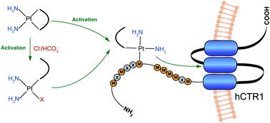 Activation of carboplatin and nedaplatin by the N-terminus of human ...