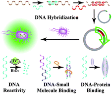 DNA binding and reactivity assays based on in-frame protein expression ...