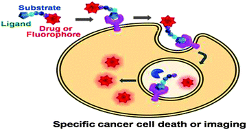Dual-targeting delivery system for selective cancer cell death and ...