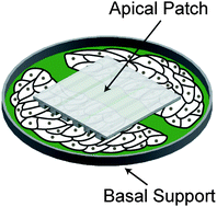 Topography-mediated apical guidance in epidermal wound healing - Soft ...