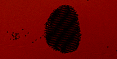 Colloidal clustering of protein-coated microspheres in evaporating ...