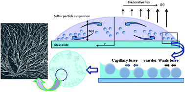 Self-assembly of colloidal sulfur particles influenced by sodium ...