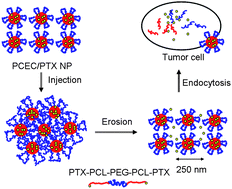 Thermosensitive in situ hydrogel of paclitaxel conjugated poly(ε ...