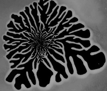 Pattern formation by dewetting and evaporating sedimenting suspensions ...
