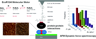 AFM protein–protein interactions within the EcoR124I molecular motor ...