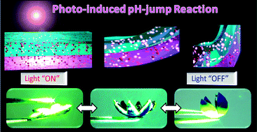 Photo-switchable control of pH-responsive actuators via pH jump ...