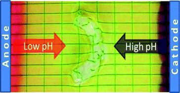 Role of pH gradients in the actuation of electro-responsive ...