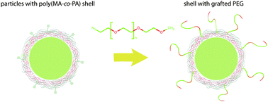 Colloidal templating: seeded emulsion polymerization of a soluble shell ...
