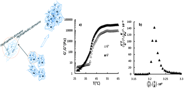 Investigation of gelation mechanism of an injectable hydrogel based on ...