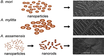 Self-assembly mechanisms of silk protein nanostructures on two ...