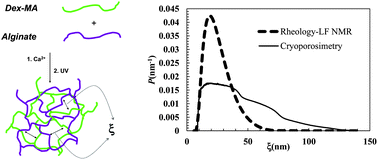 Mesh size distribution determination of interpenetrating polymer ...
