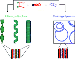 Ribbon-type and cluster-type lipoplexes constituted by a chiral lysine ...