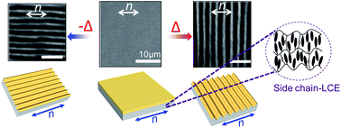 Surface wrinkling in liquid crystal elastomers - Soft Matter (RSC ...