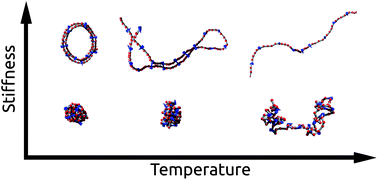 Directional interactions in semiflexible single-chain polymer folding ...