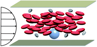 Margination and segregation in confined flows of blood and other ...