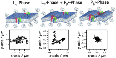 The effect of a phase transition on single molecule tracks of Annexin V ...