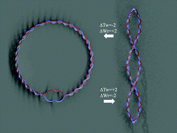 Quantifying supercoiling-induced denaturation bubbles in DNA - Soft ...