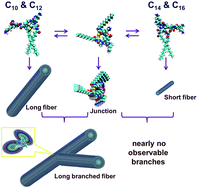 Branched peptide fibers self-assembled from gemini-like amphiphilic ...