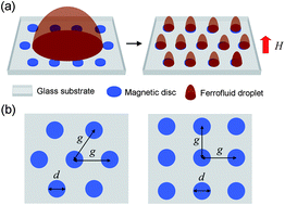 Field evolution of self-assembled lattice structures of ferrofluid ...