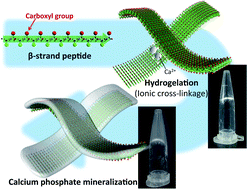 Calcium phosphate biomineralization in peptide hydrogels for injectable ...