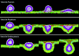 Molecular modeling of the pathways of vesicle–membrane interaction ...