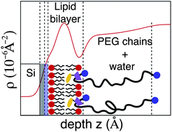 Membrane insertion of sliding anchored polymers - Soft Matter (RSC ...