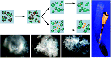 Biologically induced transition of bio-silica sol to mesoscopic ...
