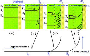 The roles of passive layers in regulating the electrochemical behavior ...