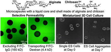 A novel core–shell microcapsule for encapsulation and 3D culture of ...