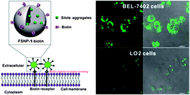Biotin-decorated fluorescent silica nanoparticles with aggregation ...