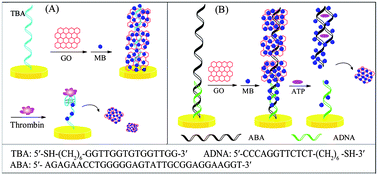 Probe-label-free electrochemical aptasensor based on methylene blue ...