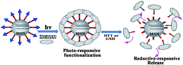 Disulfide-phenylazide: a reductively cleavable photoreactive linker for ...
