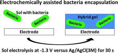 Electrochemically assisted bacteria encapsulation in thin hybrid sol ...