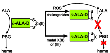 Aminolevulinate dehydratase (δ-ALA-D) as marker protein of intoxication ...
