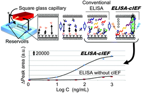 Novel fluorescent probe for highly sensitive bioassay using sequential ...