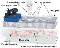 Fluorescent optical fiber sensors for cell viability monitoring ...