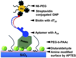 A high-performance waveguide-mode biosensor for detection of factor IX ...