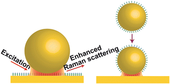 Single molecule SERS and detection of biomolecules with a single gold ...